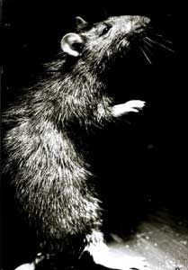Le Rat (2001)