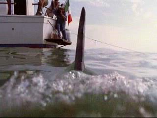 Raging sharks: on tv